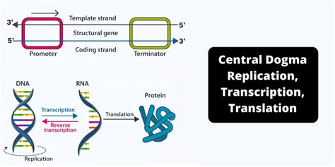 Eukaryotic Dna Replication Definition Steps Singnification
