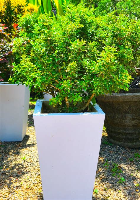 Atteria Dwarf Plant Display In A Titanium Pot Plants And Plants Supercentre
