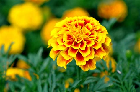 Marigold Wallpaper Hd Download