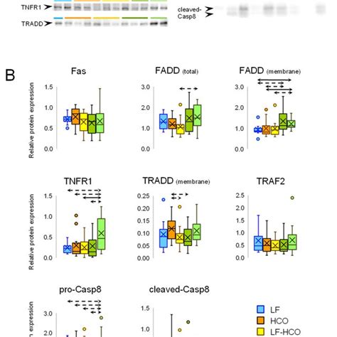 Effect Of High Fat Diets On The Expression Of Apoptotic Intrinsic