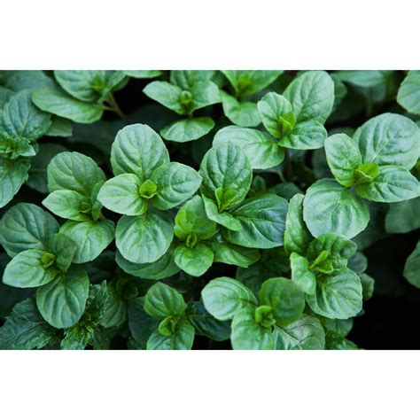 Vivaces Schilliger Production Menthe Orange Pot De 13 Cm Schilliger