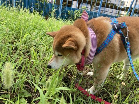 拒否柴って本当にかわいい？ 散歩の小さな悩みが関係の悪化につながる 「犬や猫ともっと幸せに」をコンセプトにしたwebメディア「sippo」