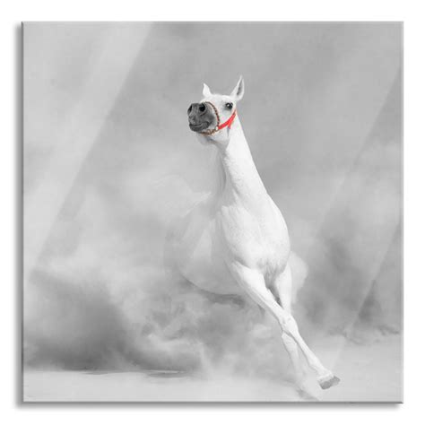 Weißer Hengst In Der Wüste Glasbild Quadratisch— Pixxprint De
