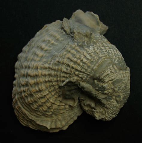√ Mississippi River Fossils