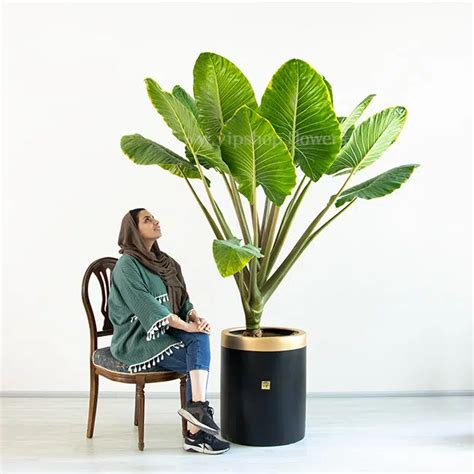 خرید و قیمت گل بابا آدم غول پیکر و پُربرگ 🍃 Vip