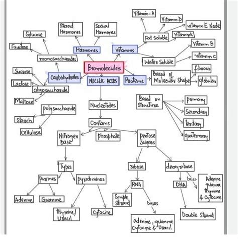 Digestive System Concept Map Artofit