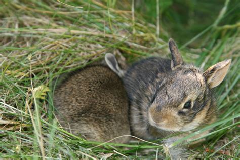 How To Care For A Wild Rabbit Nest 5 Steps With Pictures