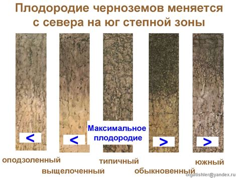 Черноземы Online Presentation
