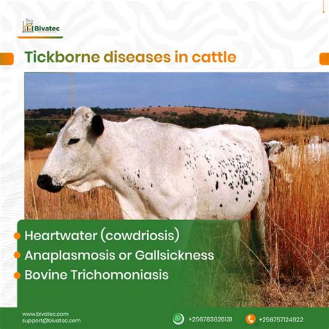 Dairy Cattle Diseases And Symptoms At Albert Avila Blog