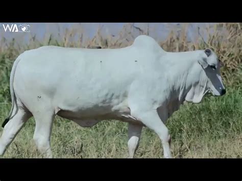 Lote 1 Matriz Nelore 5 LEILÃO GENÉTICA ADITIVA EXPOGENÉTICA 2022