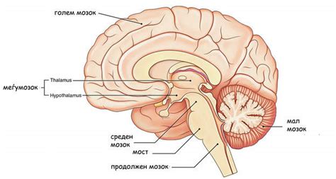 Нервен систем Andriana Dimitrov