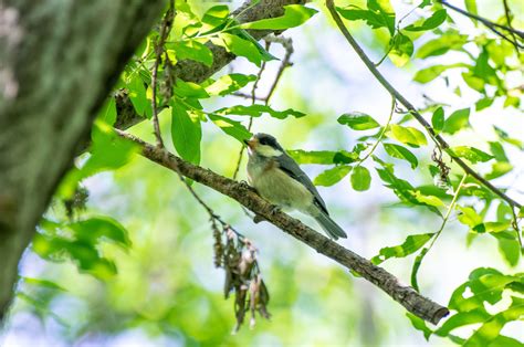 カラ類の幼鳥 札幌近郊の野鳥たち