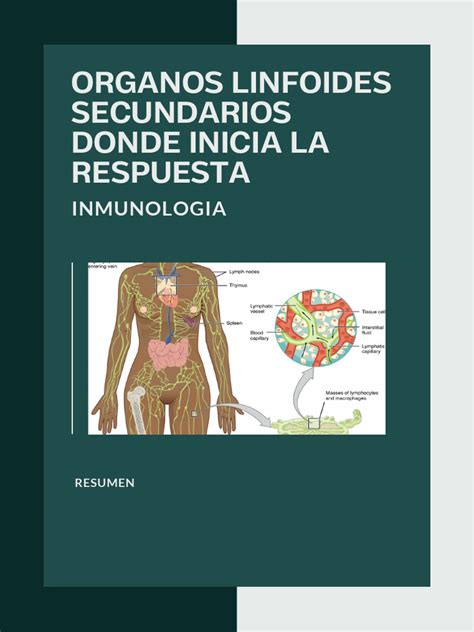 Organos Linfoides Secundarios Donde Inicia La Respuesta Pdf Célula