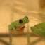 Tree Frog Tumblr Tumbex