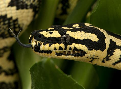Jungle Python By Henrik Vind 500px