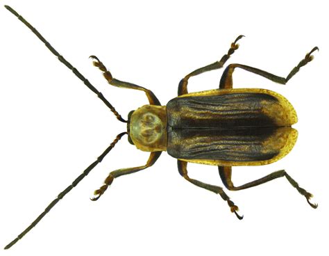 Whats All This About A Gmo Eating Bug Grist