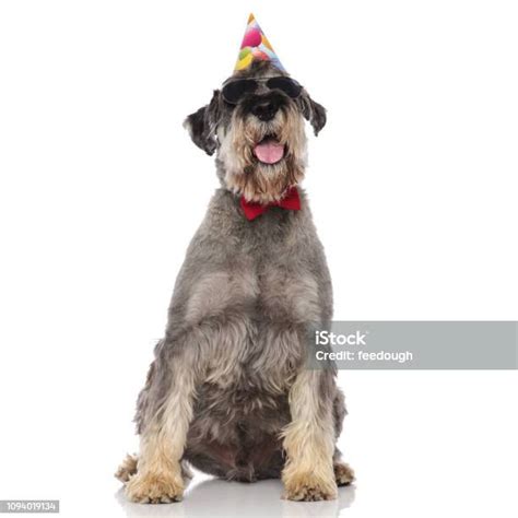 우아한 앉아 생일 모자와 선글라스를 착용 하는 슈 나 우 저 개에 대한 스톡 사진 및 기타 이미지 개 생일 슈나우저