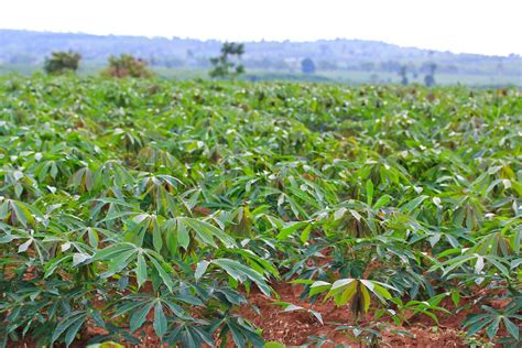Cassava Plantation Stock Image Colourbox