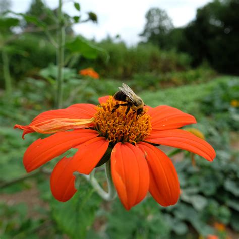 Geezer Farm Organically Grown Produce Sustainable Healthy And Delicious