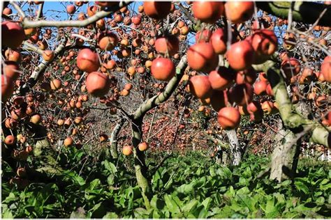 台中福壽山農場採果趣～超壯觀紅通通蘋果海，彷彿置身日本青森！