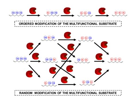 ordered or random enzymatic modification of multifunctional substrate