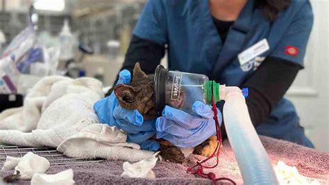 After The Wildfires Maui Humane Society Continues Massive Effort To