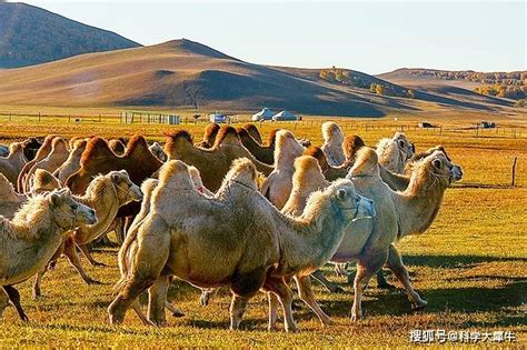 600公斤水牛都被吃吃草的骆驼却没有食肉动物猎杀难道它真没有天敌 沙漠