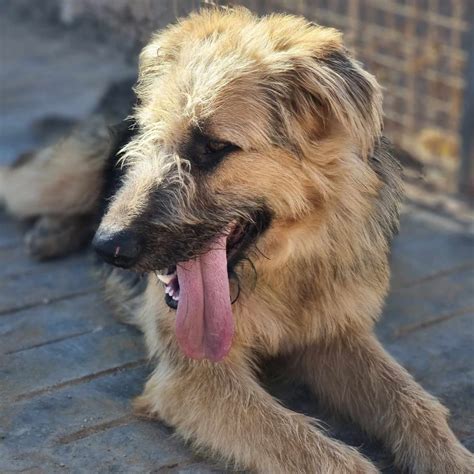 Adoption de Otto amigos Moyen chien chien croisé moyen région Occitanie
