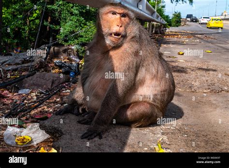 Fattest Monkey In The World