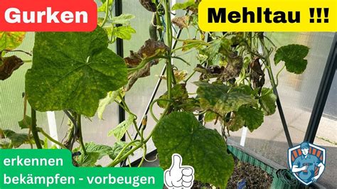 Gurken Mehltau erfolgreich erkennen bekämpfen und vorbeugen YouTube