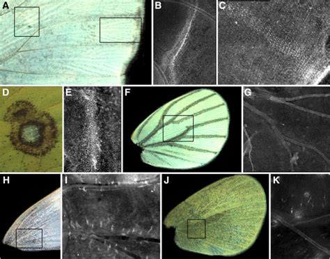 Spalt Expression And The Development Of Melanic Color Patterns In Pierid Butterflies Pmc