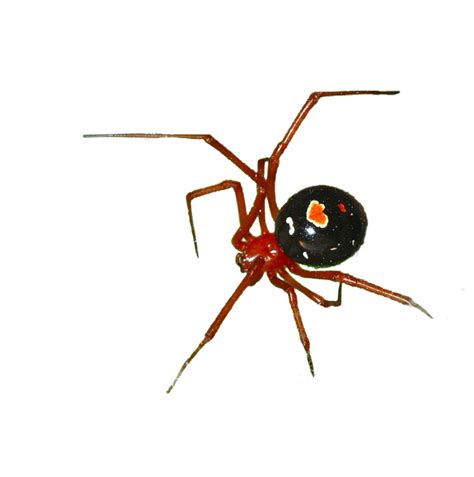 Red Widow Spider