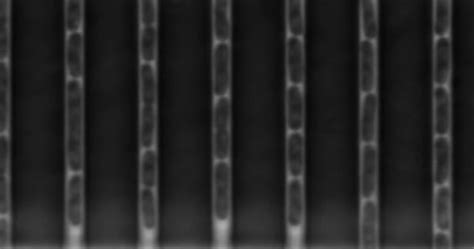 La Mutation De Ladn A Pu être Filmée Pour La Première Fois