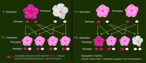 Incomplete Dominance Examples