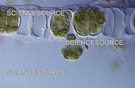 Ulothrix Structure Three Common Methods Of Reproduction Found In Algae
