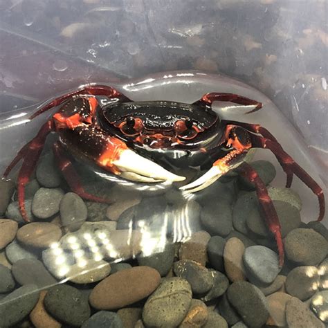 White Claws Lightning Crab Neotiwaripotamon Whiteheadi For Sale My Home Nature
