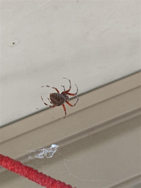Identify Spider In Suburbs Of Pittsburgh Pa Rwhatisthisbug