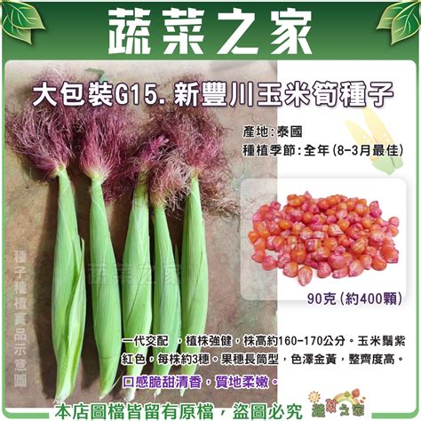 【蔬菜之家滿額免運】大包裝g15新豐川玉米筍種子90克約400顆有藥劑 蝦皮購物