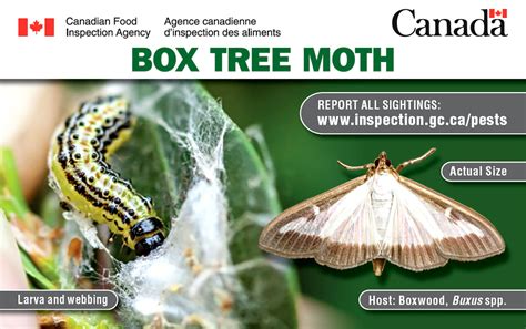 Box Tree Moth Help Landscape Ontario