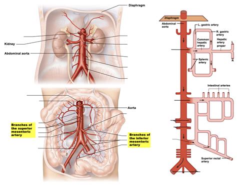 A P 2 Arteries Of The Abdomen Diagram Quizlet