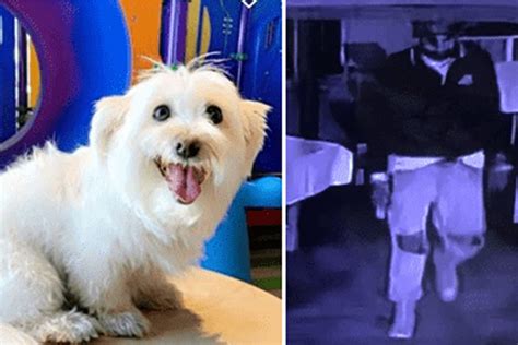 Local News Police Appeal To Public After Man Snatches Dog Outside