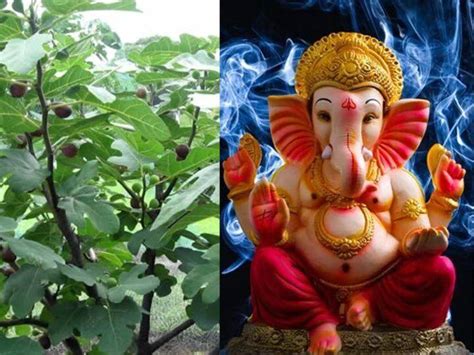 Ganesh Jayanti 2023 Lord Ganesh Favourite Fig Plant At Home Bring