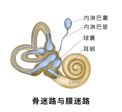 骨迷路与膜迷路（标注版） 医学插画