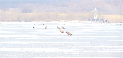 珲春敬信湿地迎来摄雕季 吸引八方游客观光打卡 延边信息港 延边广播电视台