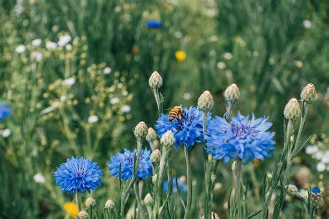 기타 수레국화 기타 생물종 Bric