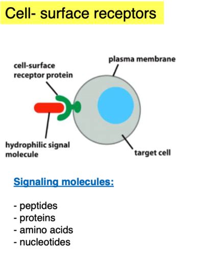 AP Biology Cell Communication Signal Transduction Feedback