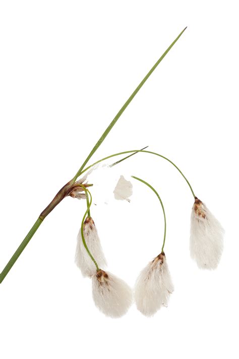 Cotton Grass Macro Grass Cotton Grass Perennial Single Cotton Grass