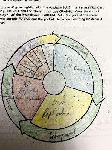 Mitosis And The Cell Cycle Flashcards Quizlet