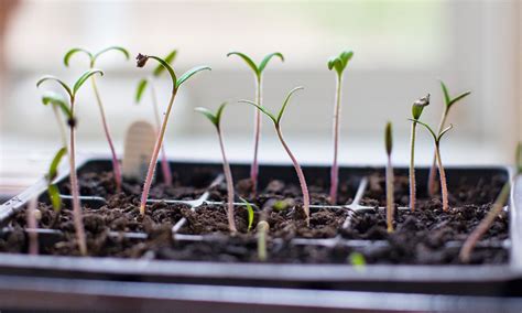 Thinning Tomato Seedlings The Modern Day Settler