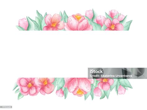 흰색 배경에 분홍색 모란 꽃과 녹색 잎의 그림 수채화 직사각형 프레임 0명에 대한 스톡 벡터 아트 및 기타 이미지 0명 꽃 나무 꽃 식물 Istock